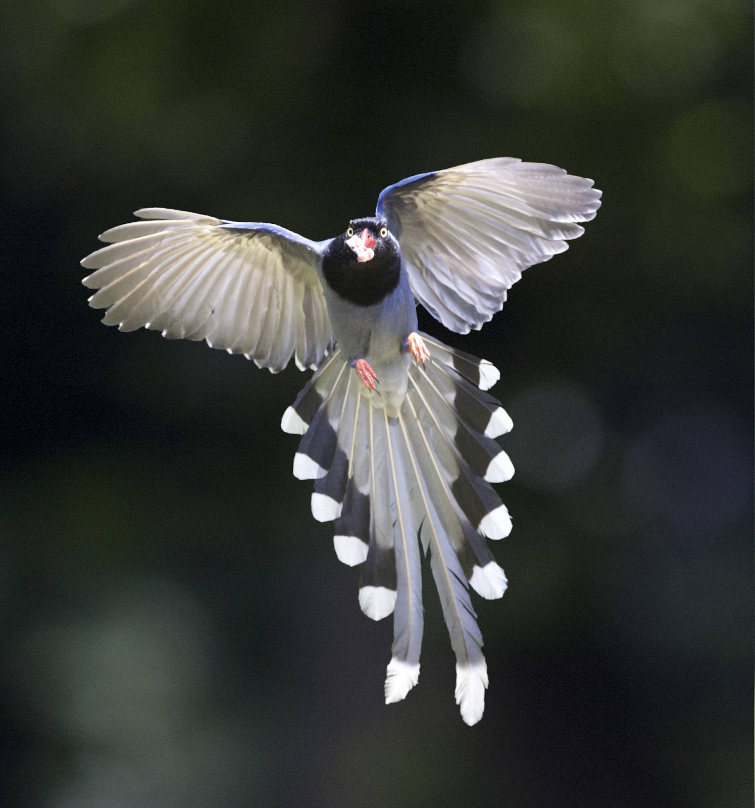 Taiwan Blue Magpie (Urocissa caerulea) - Ryan Maigan Birds