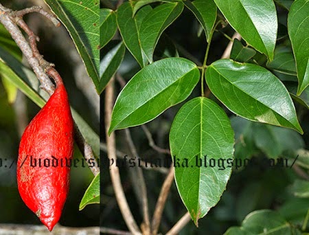 Biodiversity of Sri Lanka: රදලිය [Radaliya] (Connarus monocarpos)