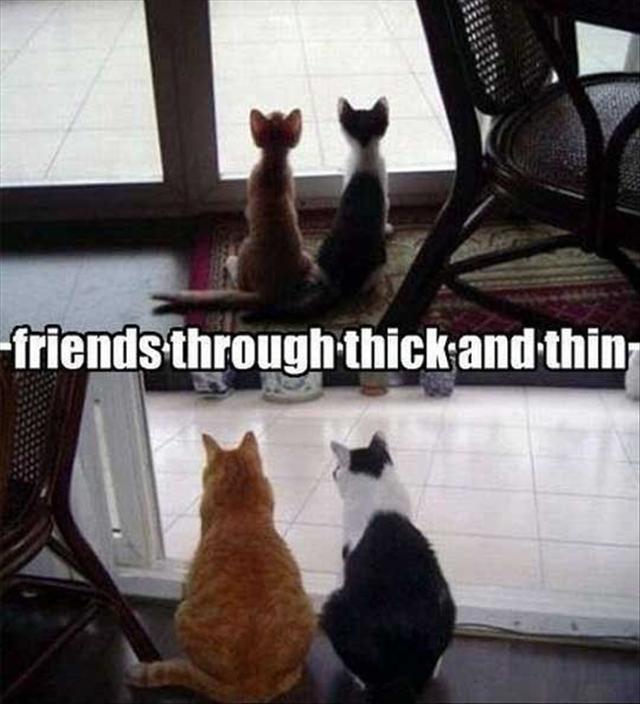 Cats, Then and Now (24 pics) | Amazing Creatures