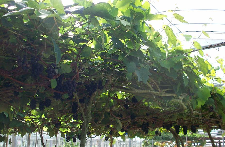 Semua Menjadi: Pekebun Wajib Lawat 1.1