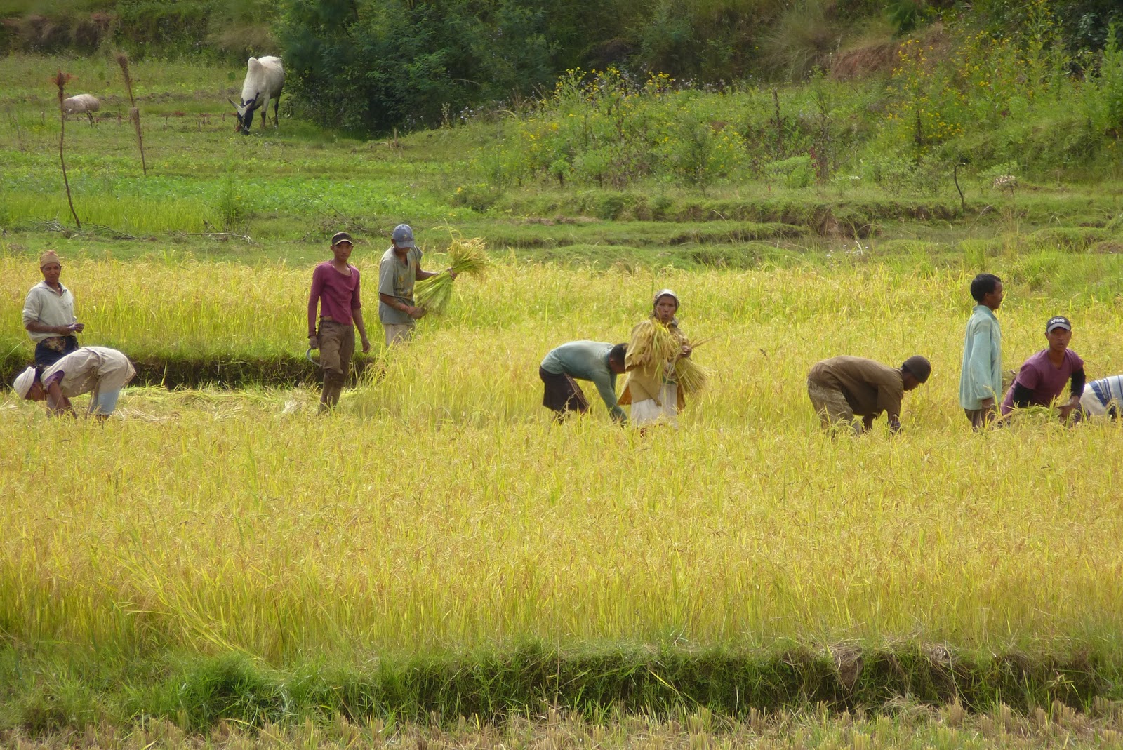 Séjour Madagascar 2013