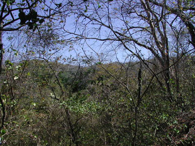 ECOSISTEMAS DE COSTA RICA: BOSQUES DECIDUOS DE BAJURA