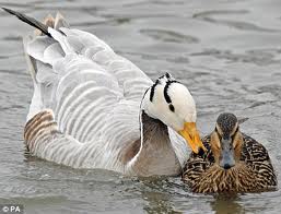 Share Our Garden!: What a Silly Goose!