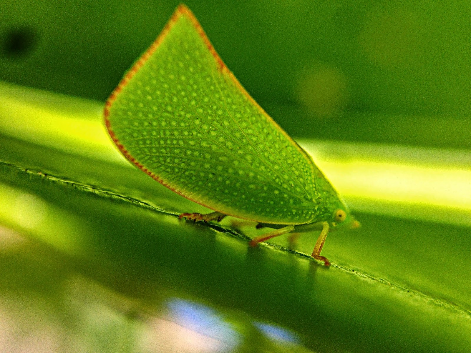 The Insect Diary: Green Planthopper Or The Torpedo Bug