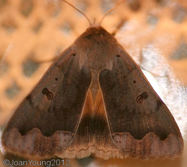 South African Photographs: King Monkey Moth