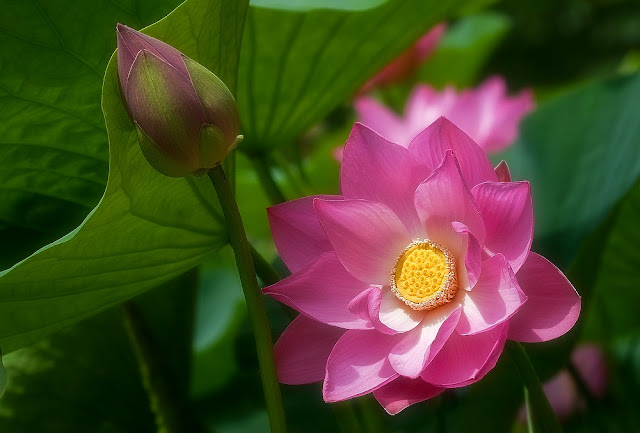 Photo of the week: ផ្កាឈូក - Lotus