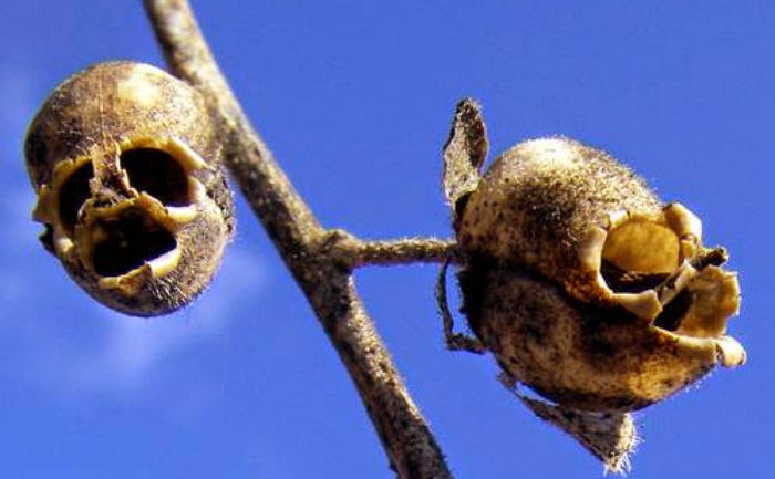 Flonimal Nesia: Bunga Berbentuk Tengkorak Yang Menyeramkan