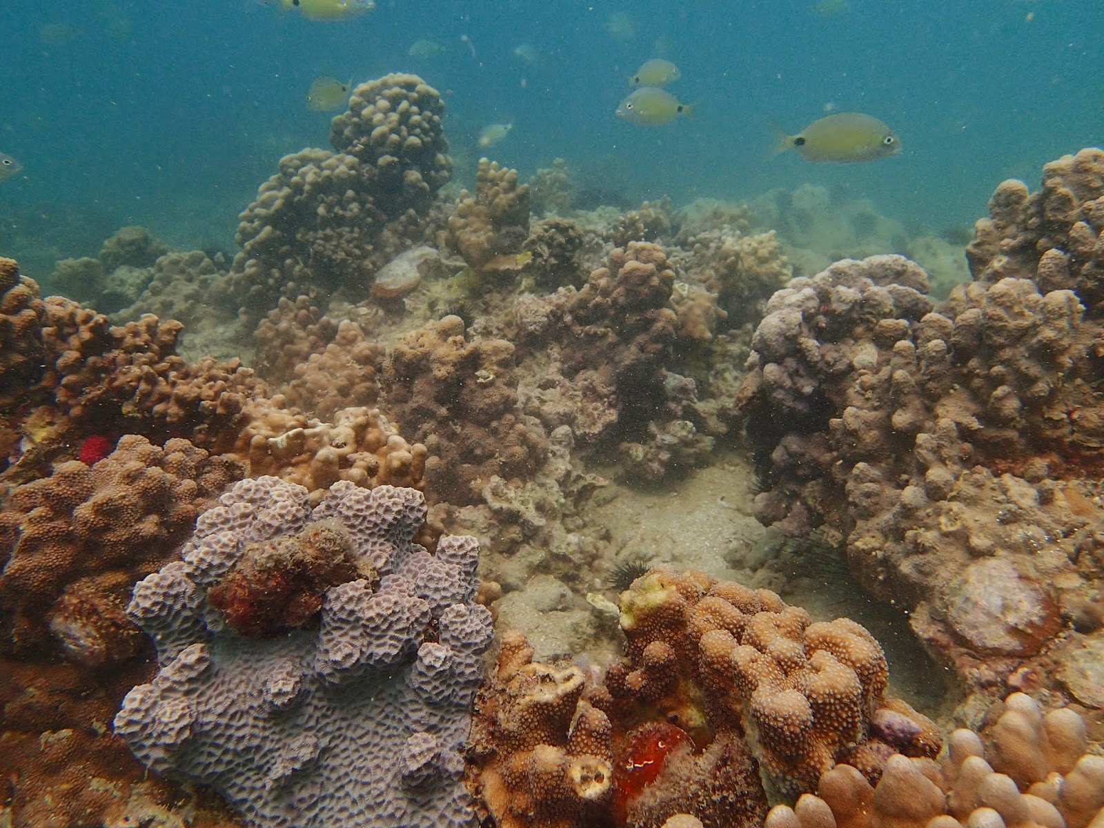 Athens Nature Journal: Kuwait: Near shore reefs