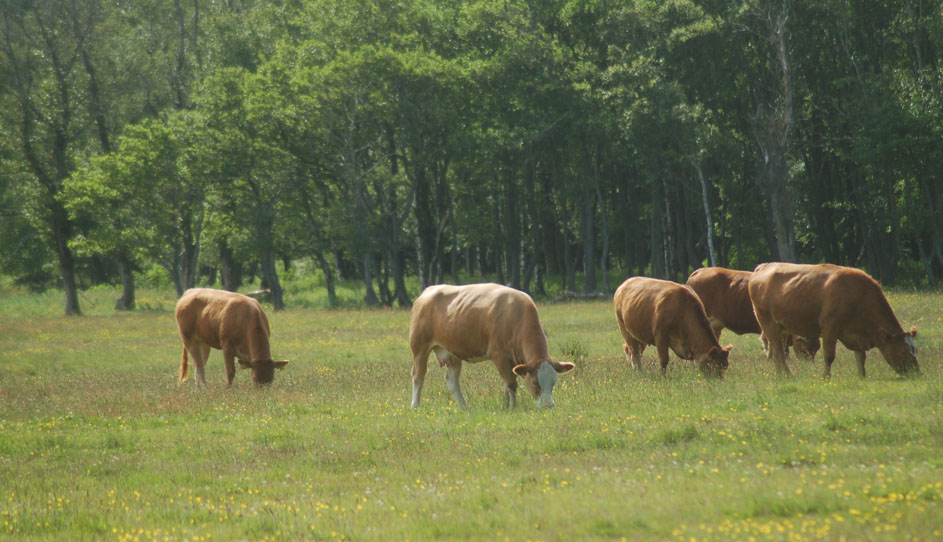 Thyra: The Vikings in Ireland, Danelaw, Normandy and Russia