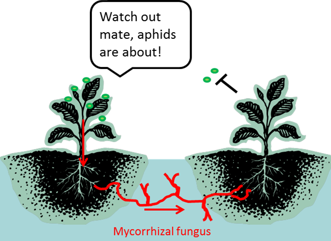 Do You Know Plants Communicate With Each Other? Here Is What They Talk ...