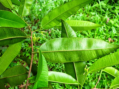 Walla Patta - Gyrinops walla Gaertn. | SL Flora