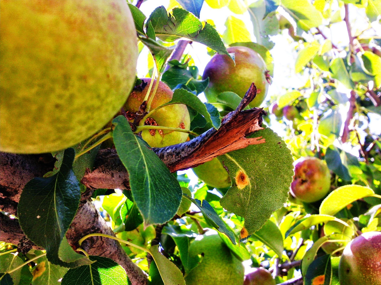 Kadınbudu Armudu ağacı ve meyvelerinin resmi - doğa manzaraları ve ...