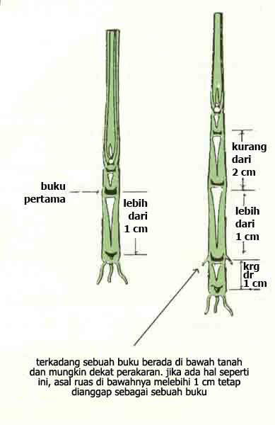 FASE / STADIA PERTUMBUHAN TANAMAN PADI ~ Gigih Bertani