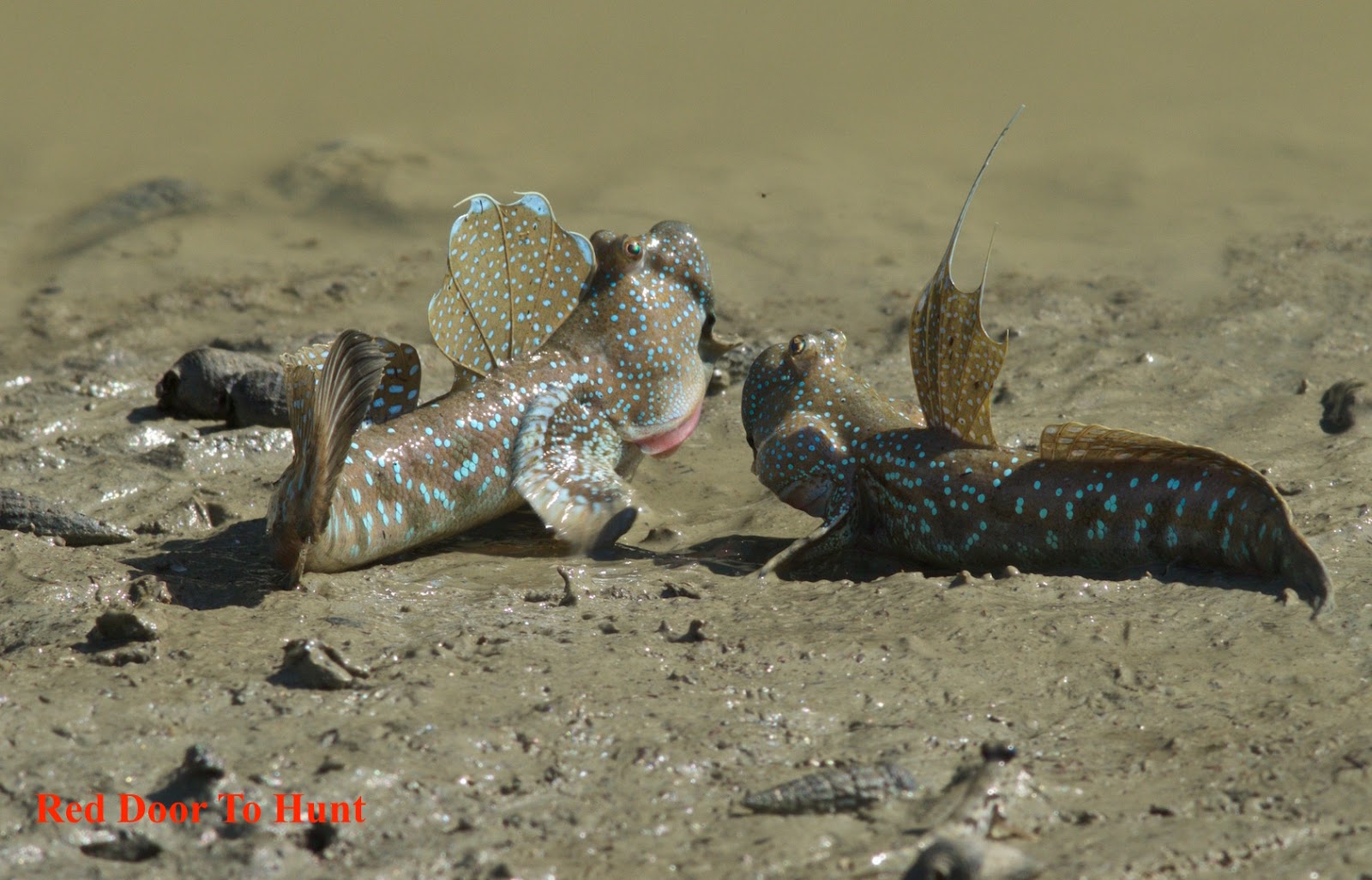 RED Door To Hunt: Pertarungan Ikan Tembakul/ Ikan Belacak ...