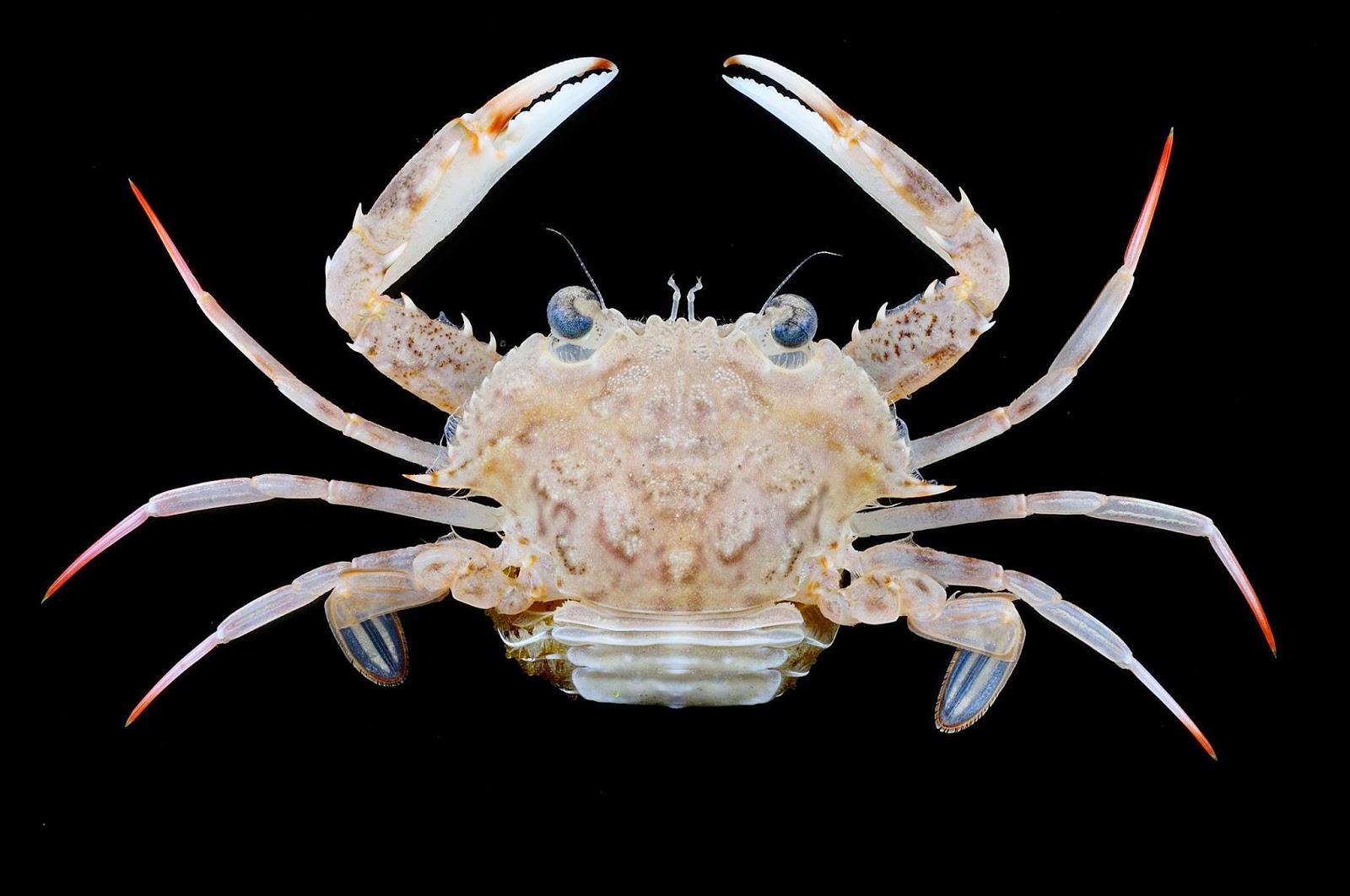 Médiation - Phylogénie des gastéropodes marins: Les spécimens