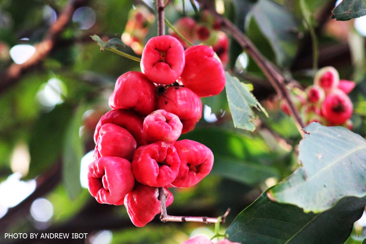 Ako si ANDREW IBOT!: Health benefits of Makopa