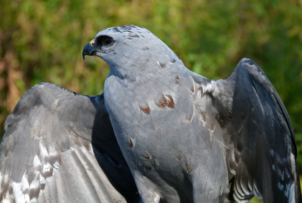 Life, Birding, Photos and Everything: Raptors at ColorFest