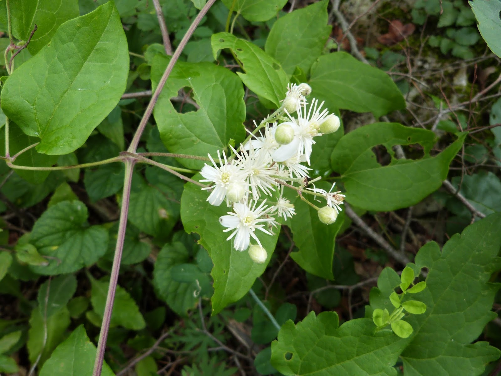 Frumusetile naturii: Curpenul de padure (Clematis vitalba)