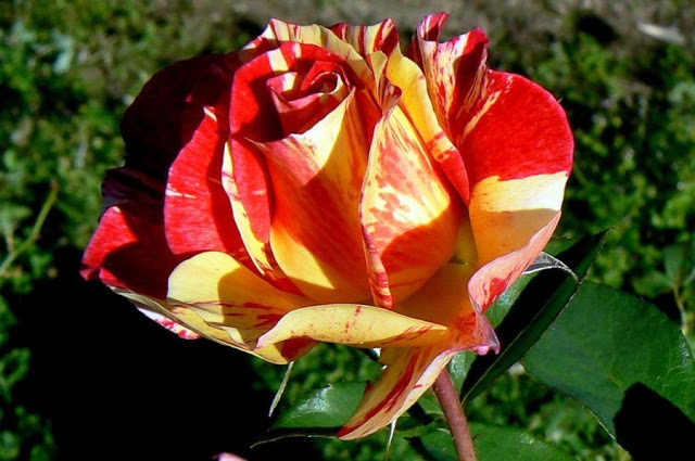 Studio Floral Dora Santoro: Tempo de Rosas