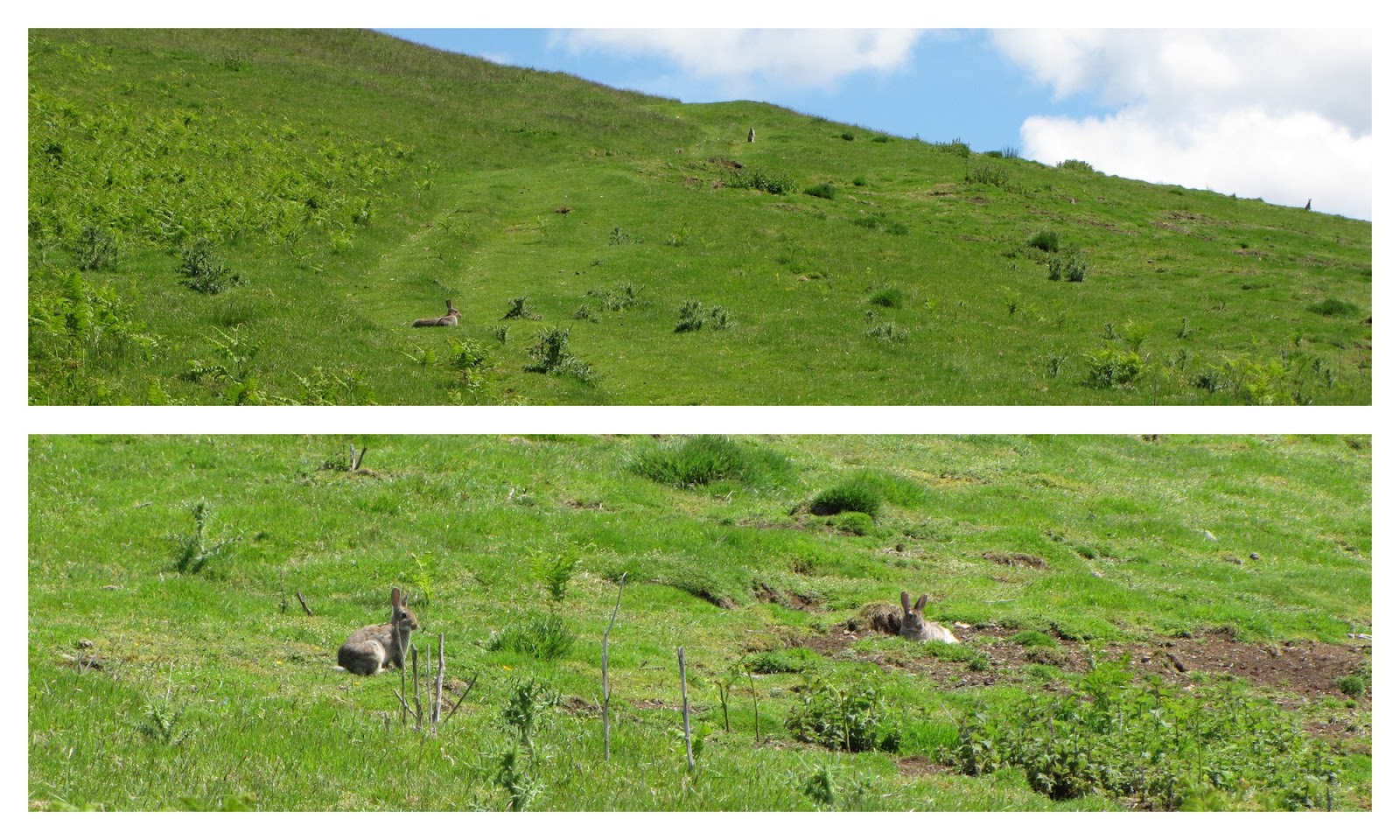 The Glebe Blog: Kirkland Hill, Kirkconnel