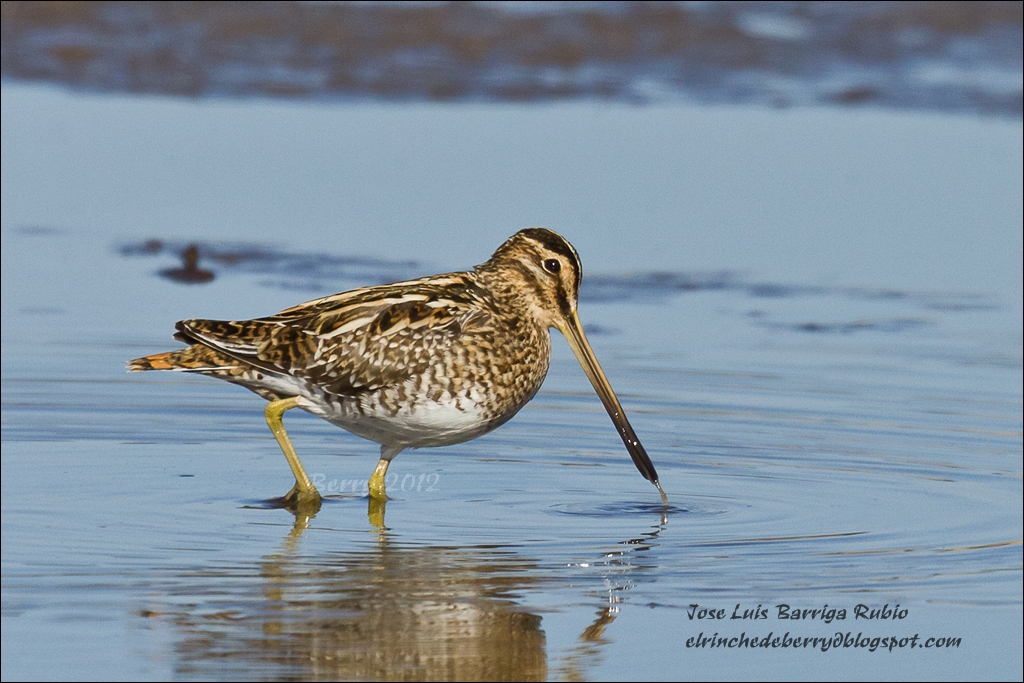 El Rinche de Berry : Fotos de Aves
