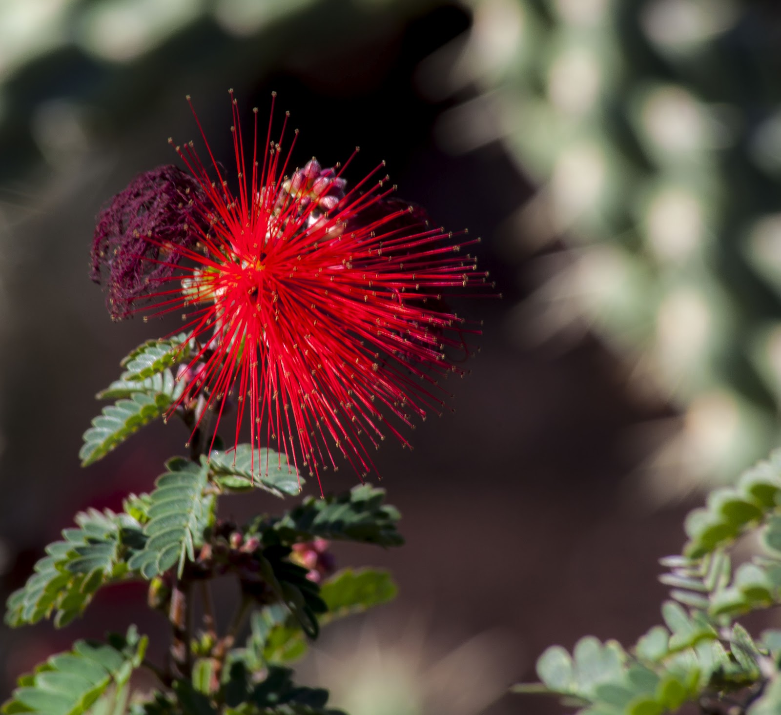 Walking Arizona: A Fairy Duster