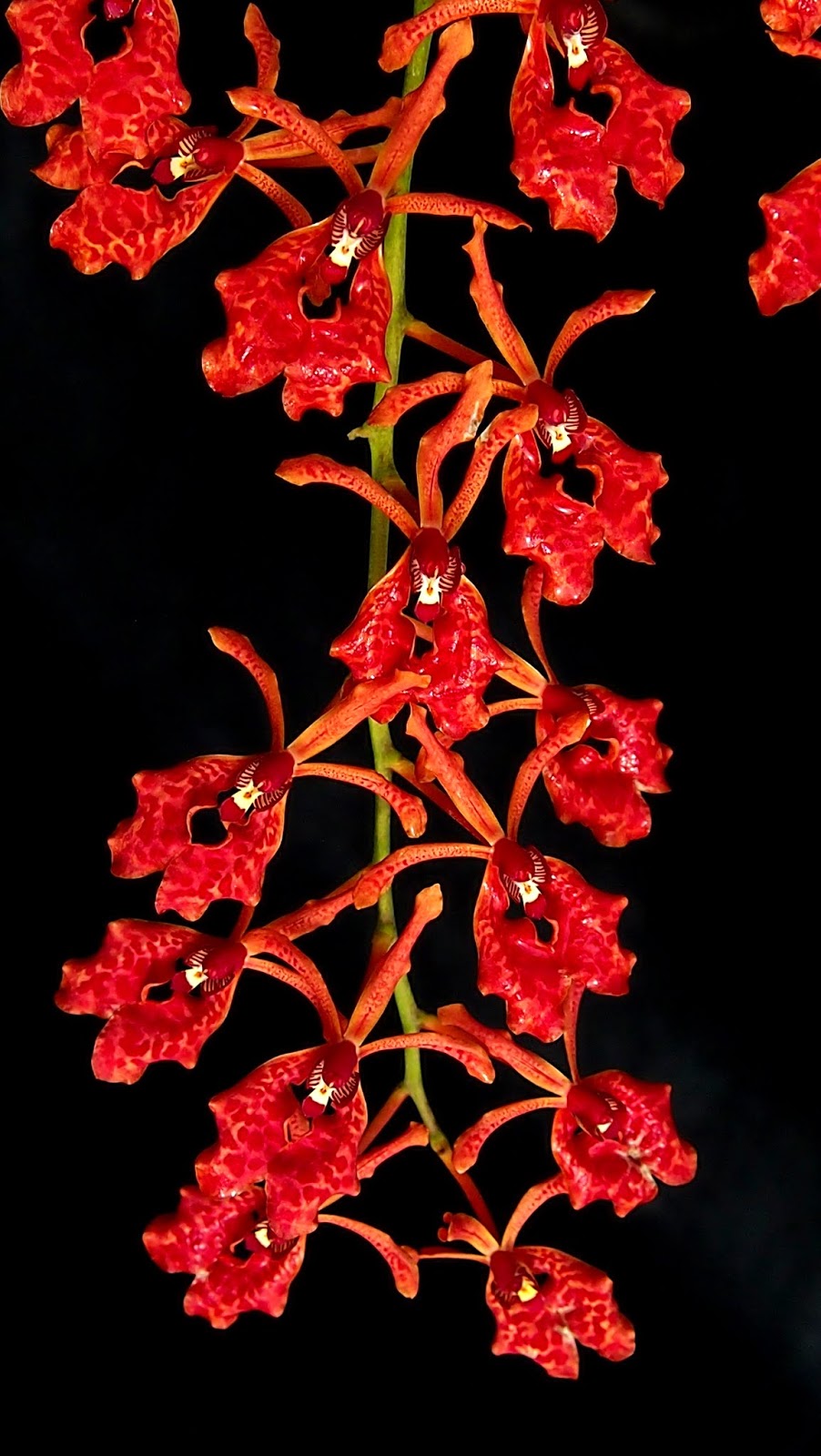 Set your orchid collection on fire with the Fire Orchid (Renanthera ...