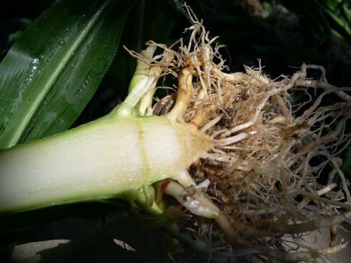 HyMark High Spots: Are Your Corn Roots Discolored?