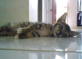 The Along Hidayah: Contest Kucing Paling Comel