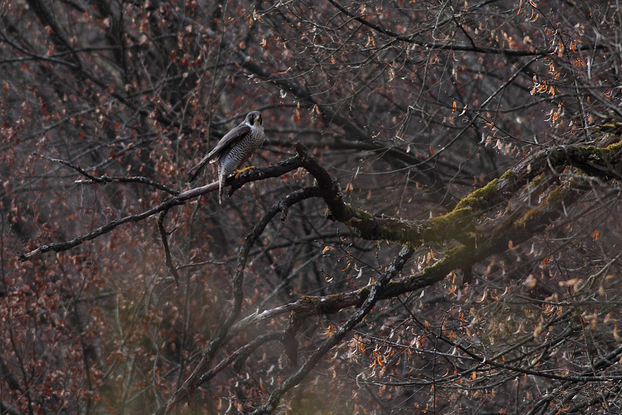 FREE BIRDS/ svobodne ptice: SOKOL SELEC Falco peregrinus