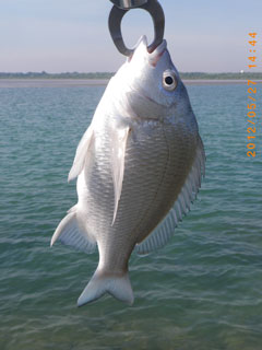 SECRET BARRAMUNDI by Hiro Nakamura: Sunday afternoon 36cm Bream and ...