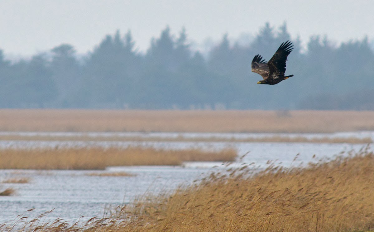 Haanings fotoblog: Stellers Havørn