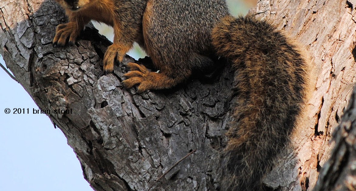 Terrell Texas Daily Photo: scary squirrel
