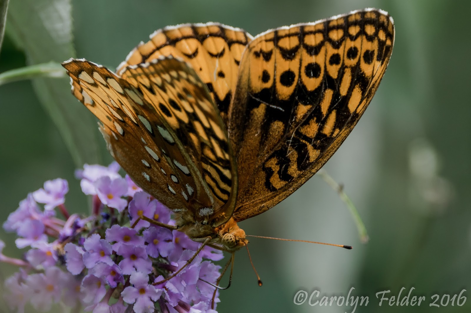 Photo Musings of a Marshwiggle - Welcome to Narnia: Weekend Wildlife ...