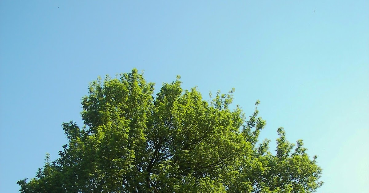 Trees Planet: Acer campestre – Field Maple – Hedge Maple