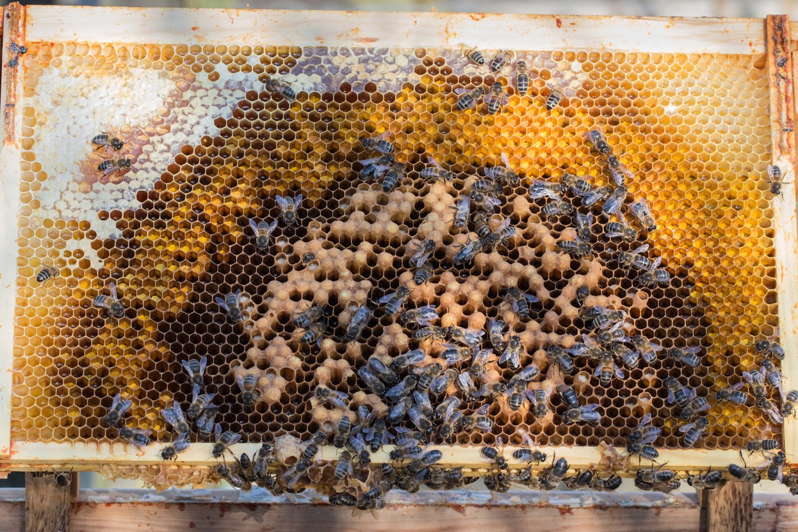 TrogTrogBee: Drone-laying queen