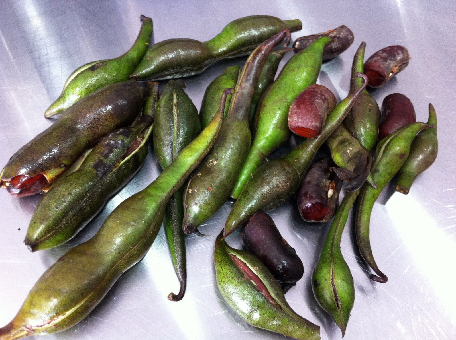 Gastromimix: Baluy, chachafruto o fríjol de árbol