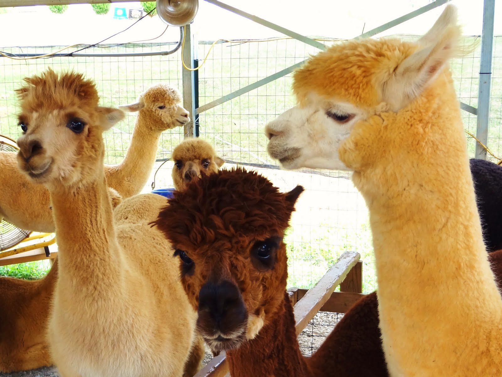Lara Smoot Designs: Alpaca Fun!