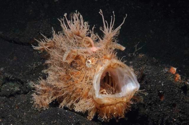 Anglerfish - Fishes World - HD Images & Free Photos