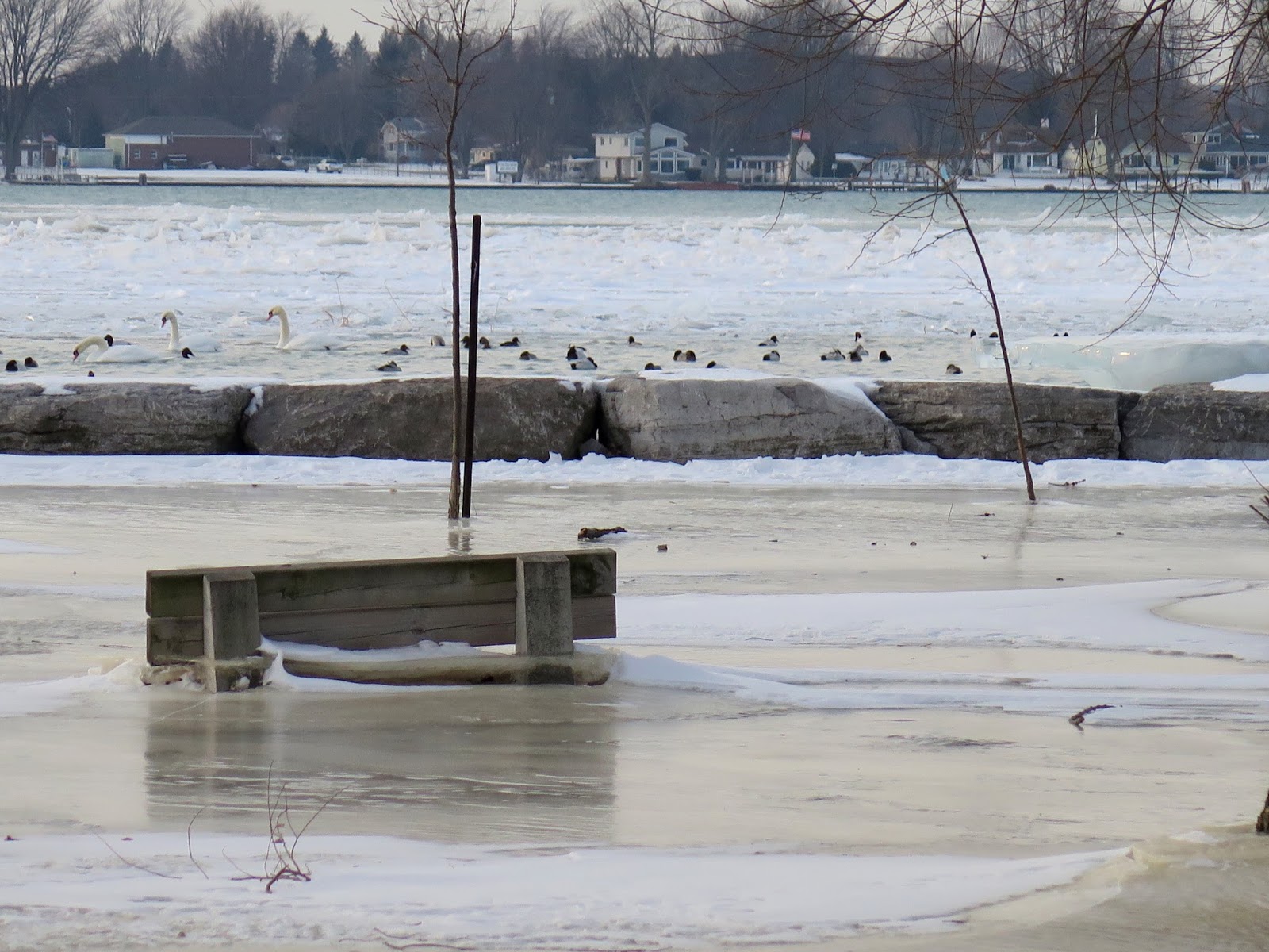 'Burg Birder: Ducking/Gulling Along the River