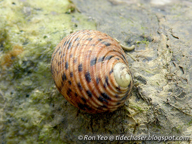 tHE tiDE cHAsER: Nerites (Phylum Mollusca: Family Neritidae) of Singapore