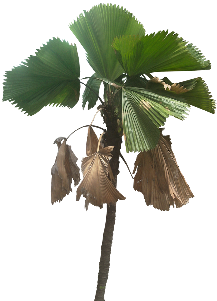 Tropical Plant Pictures: Licuala grandis (Ruffled fan palm)