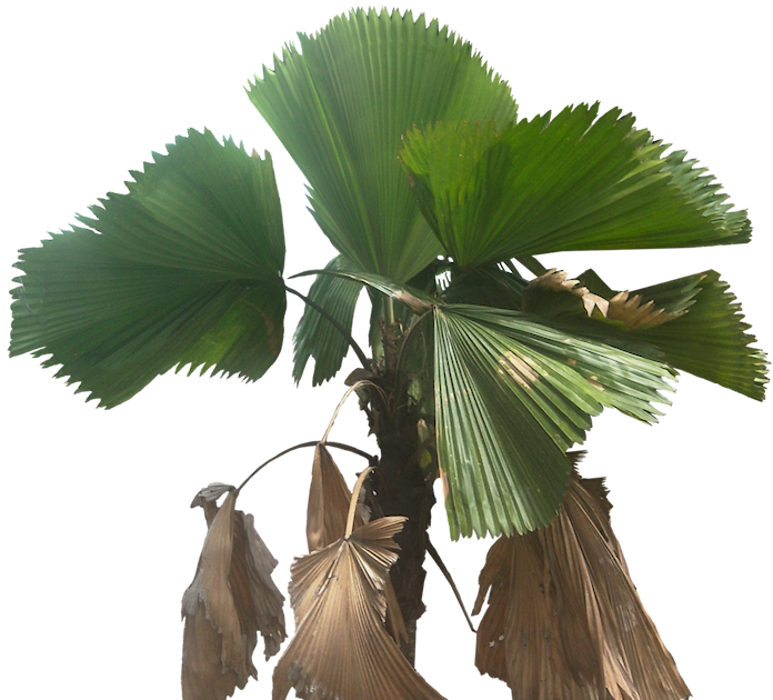 Tropical Plant Pictures: Licuala grandis (Ruffled fan palm)