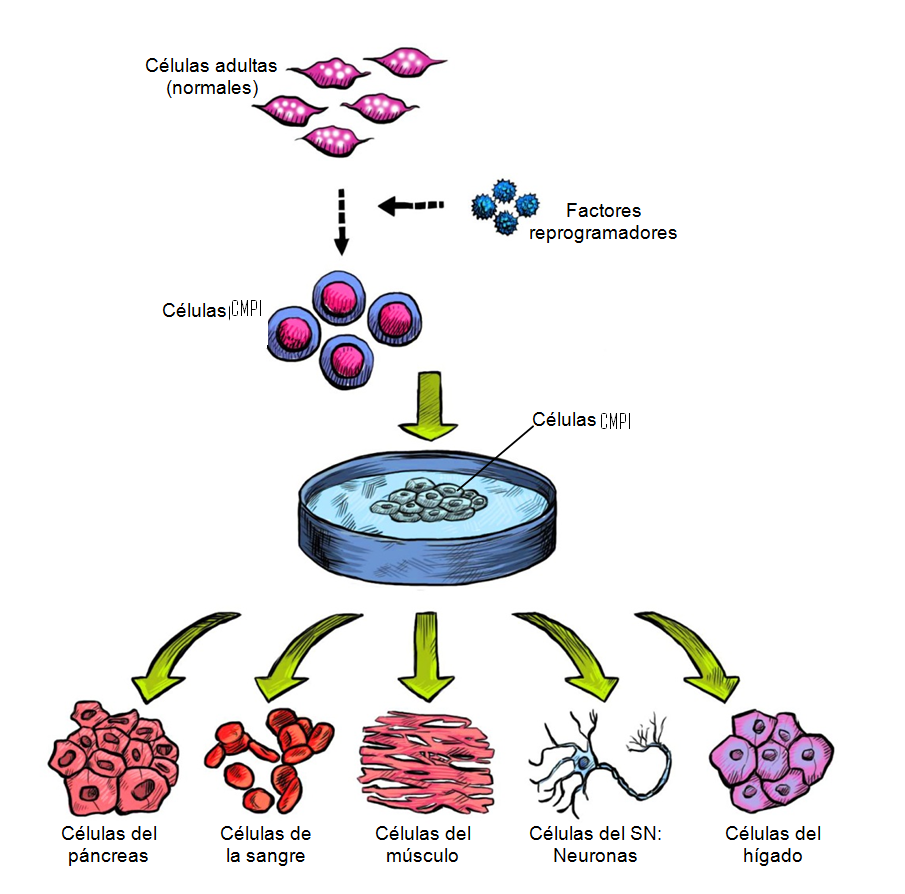 CELULAS MADRE: CELULAS MADRE