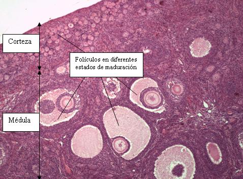 Ovarios : Histologia del ovario (Jennifer Esguerra)