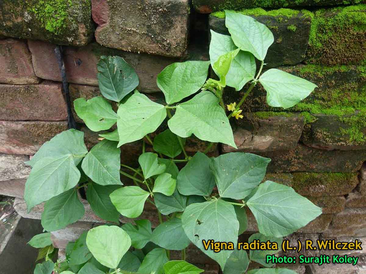 Medicinal Plants: Vigna radiata, Green gram, Mung, Pesalu, thua khieo ...