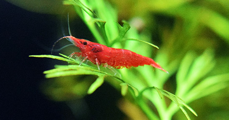 Makanan Udang Hias Red Cherry - maheswarie29