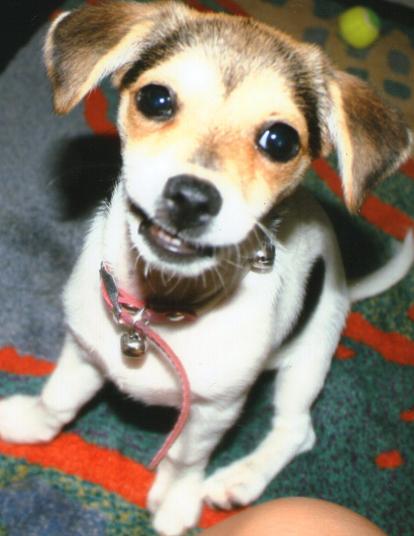 ClassieCorner: Tenterfield terriers draw worldwide interest