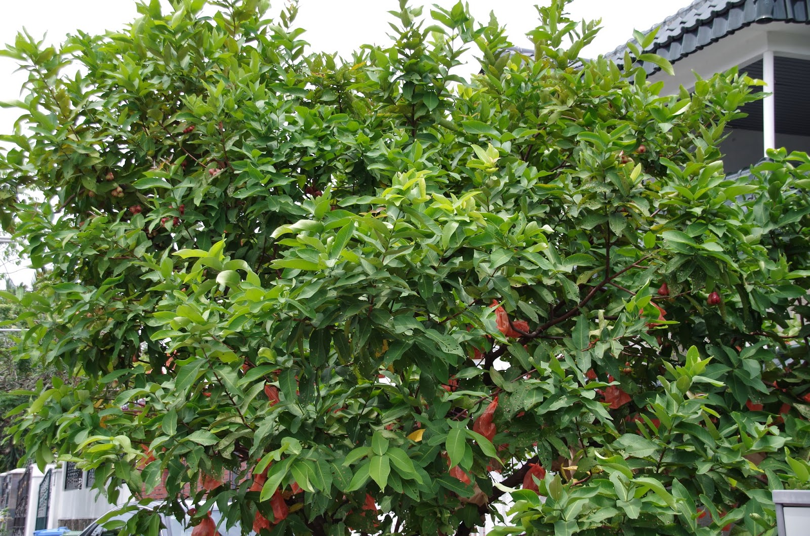 Trees and Plants: Jambu