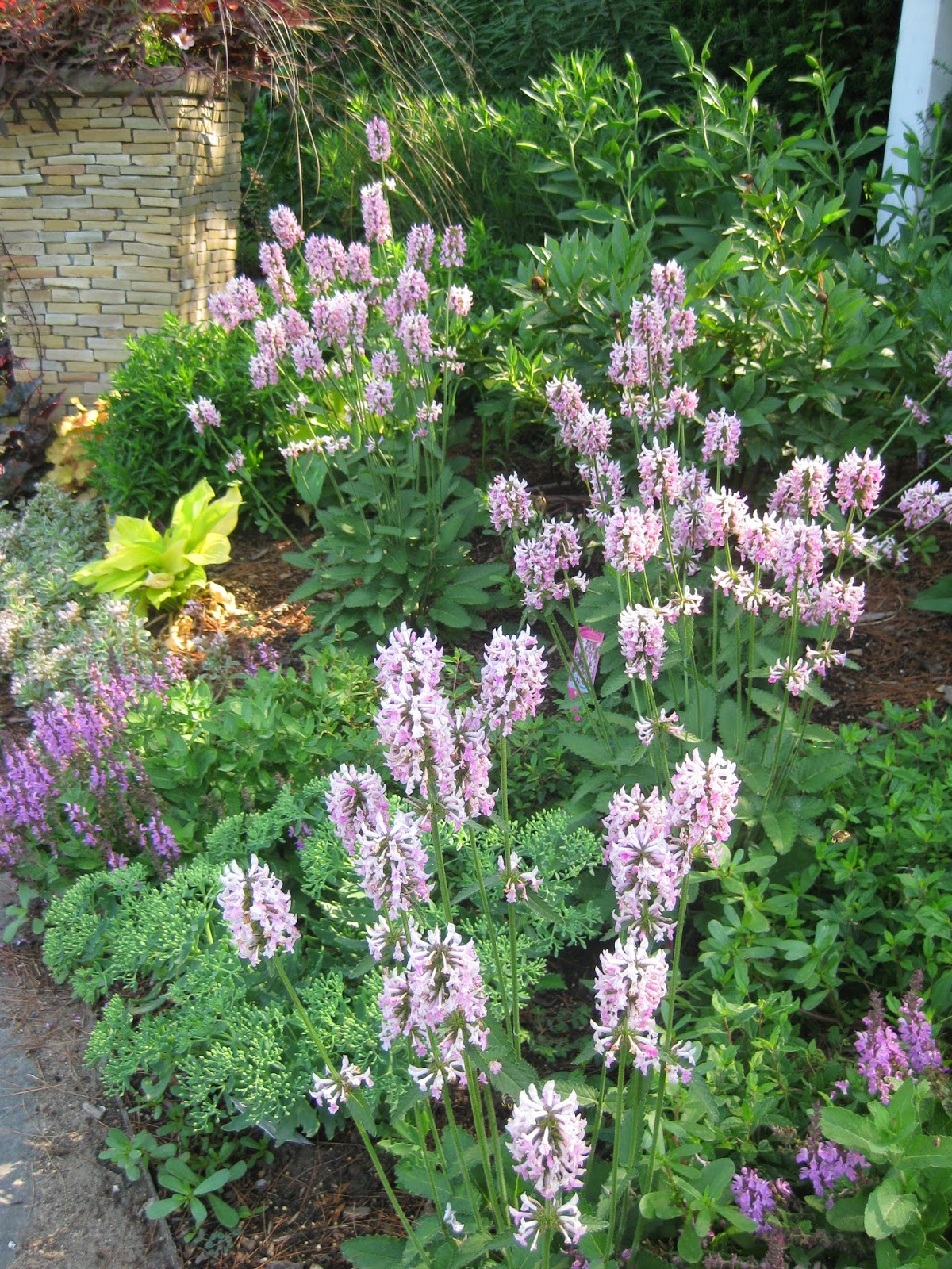 Wood Betony (Stachys officinalis) - Rotary Botanical Gardens